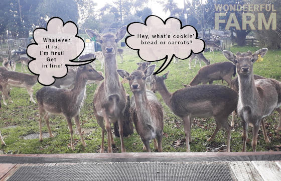 Funny Deer Pictures :)