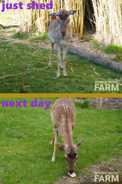Dominant Buck In Trouble After Losing His Antlers Coronets