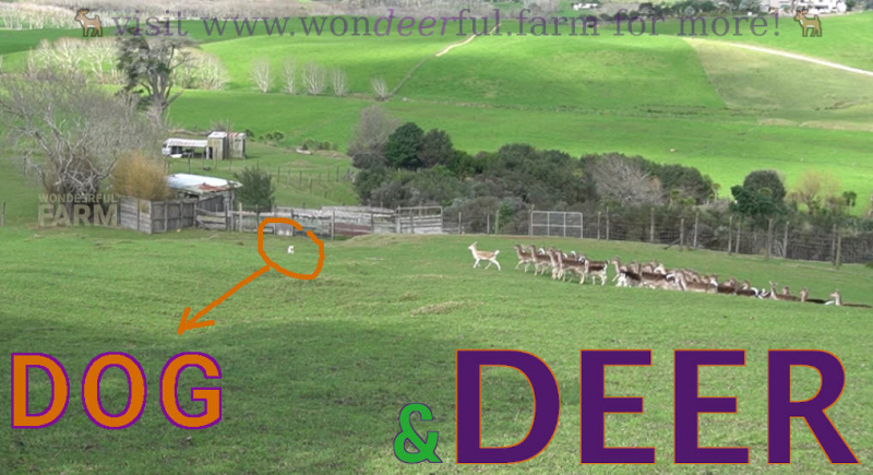 Dog Chases Our Deer. Are Deer Dangerous to Dogs? Why do Dogs Chase Deer?
