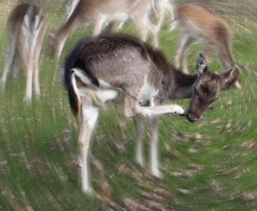 Watch deer sneeze and scratch nose