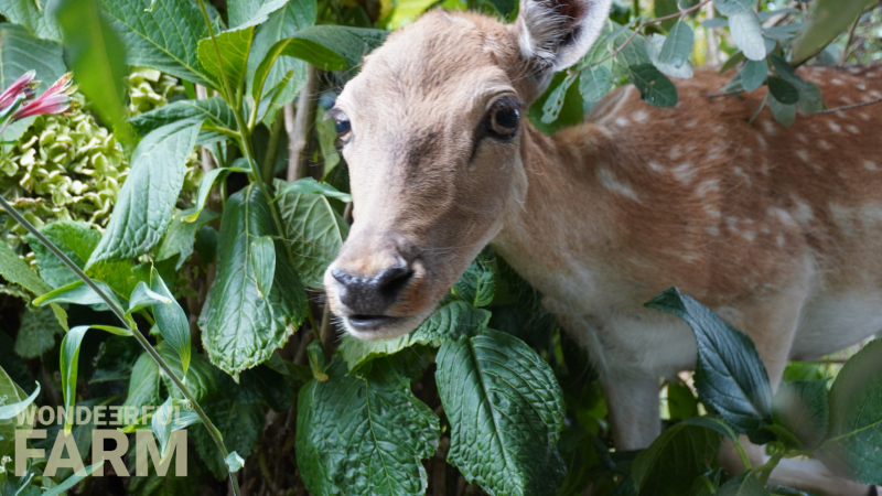Do Deer Eat Hydrangeas? Endless Summer Hydrangea Test.