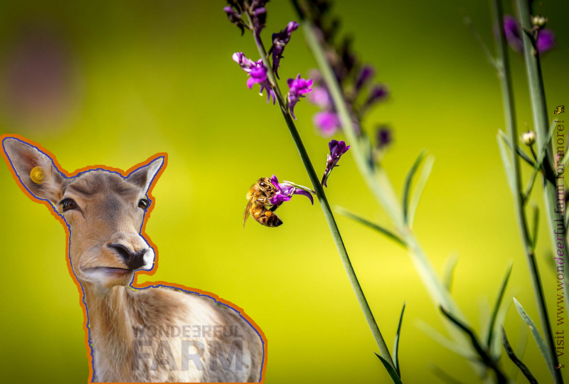 Purple toadflax (Linaria purpurea) a deer proof plant?