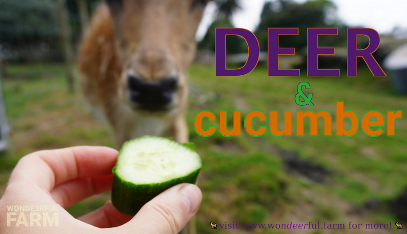Does Deer Eat Cucumbers
